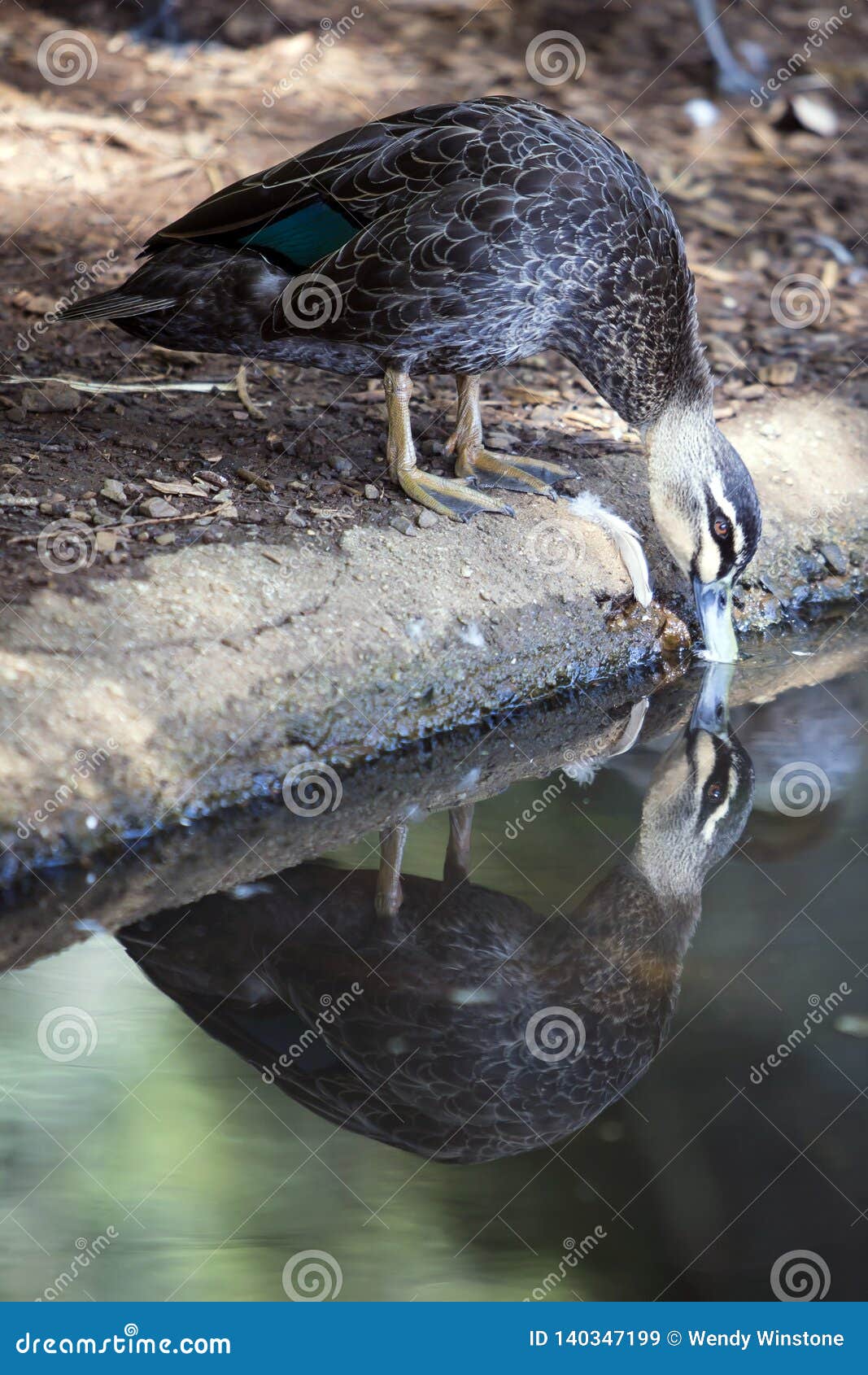 Duck looking at reflection stock image. Image of feet - 140347199