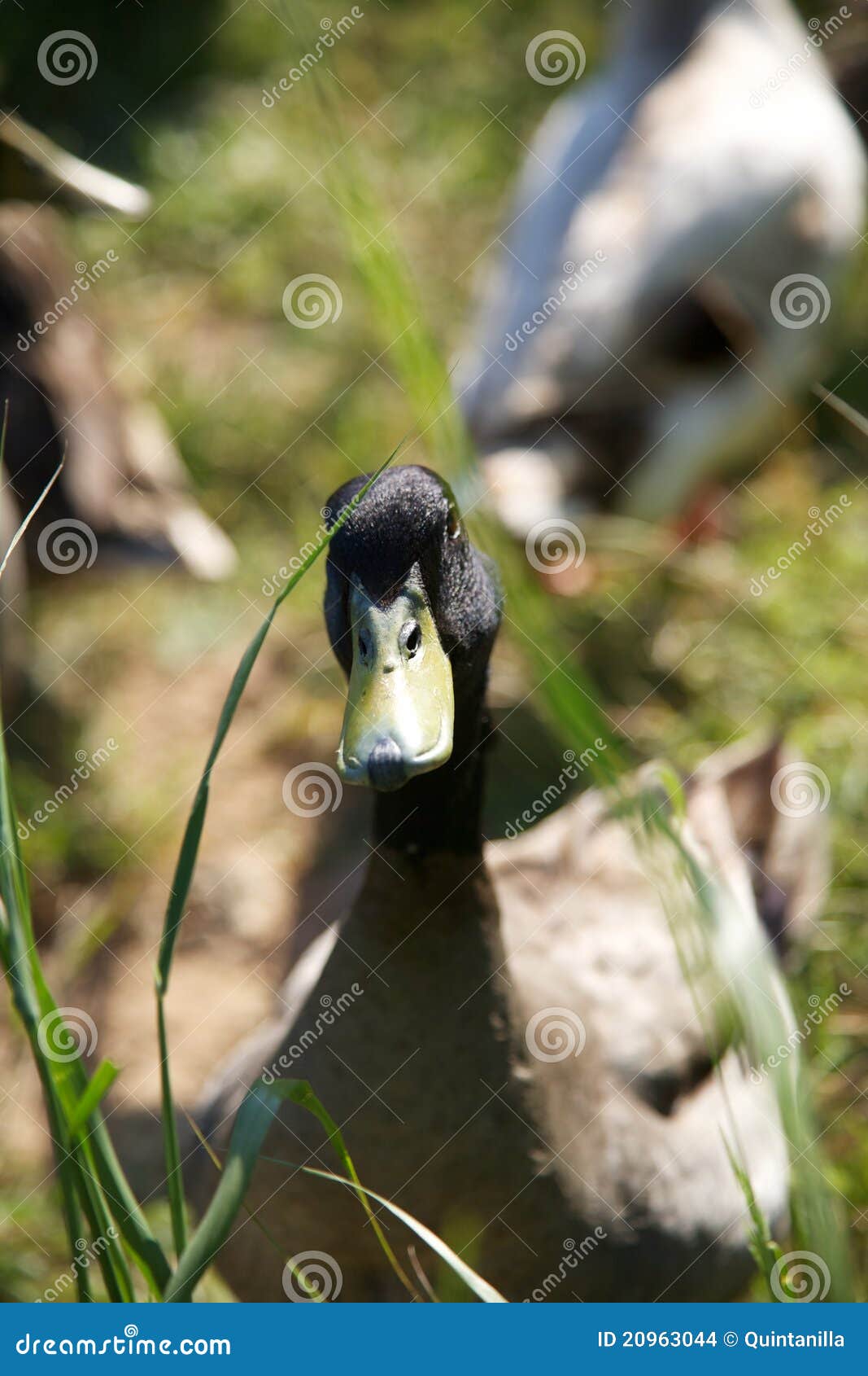 Duck looking at you stock photo. Image of bird, bill - 20963044