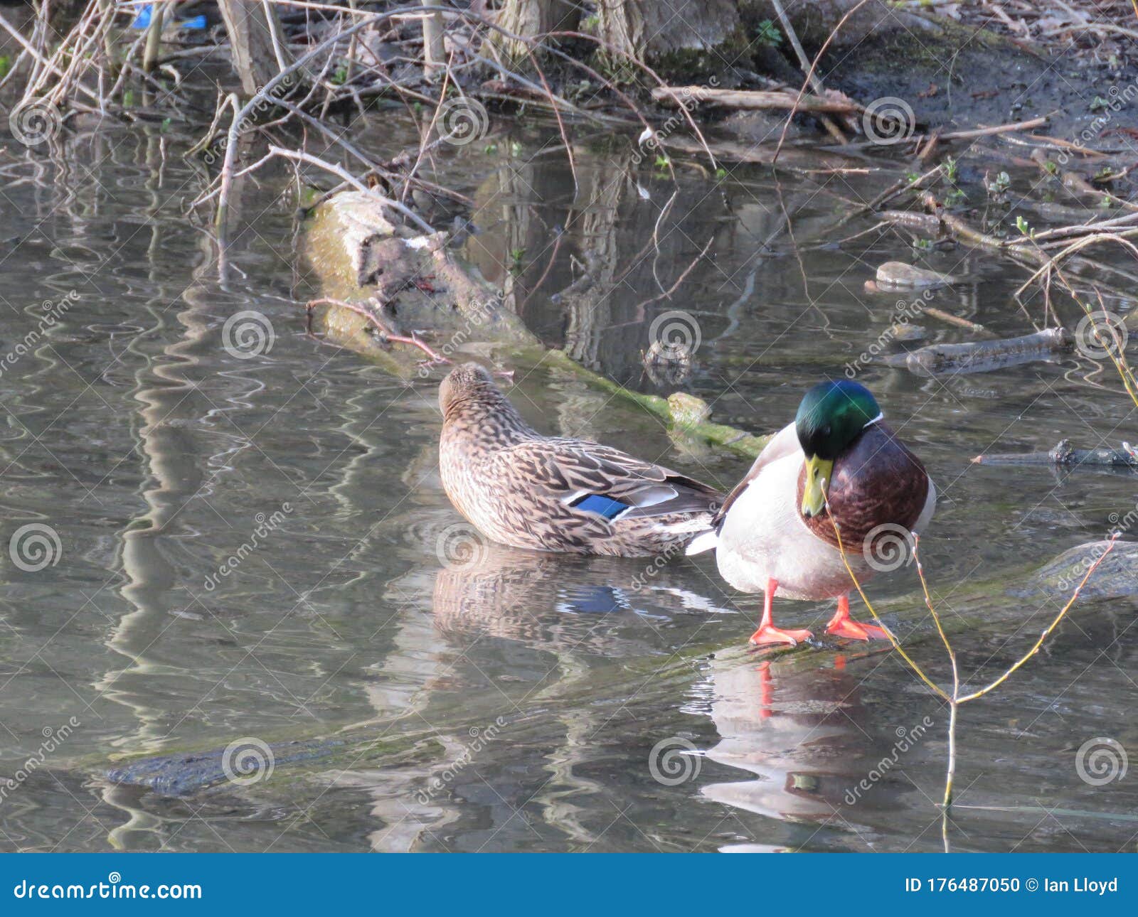 Duck Looks at His Reflection and Thinks that he Can Do Better Stock ...
