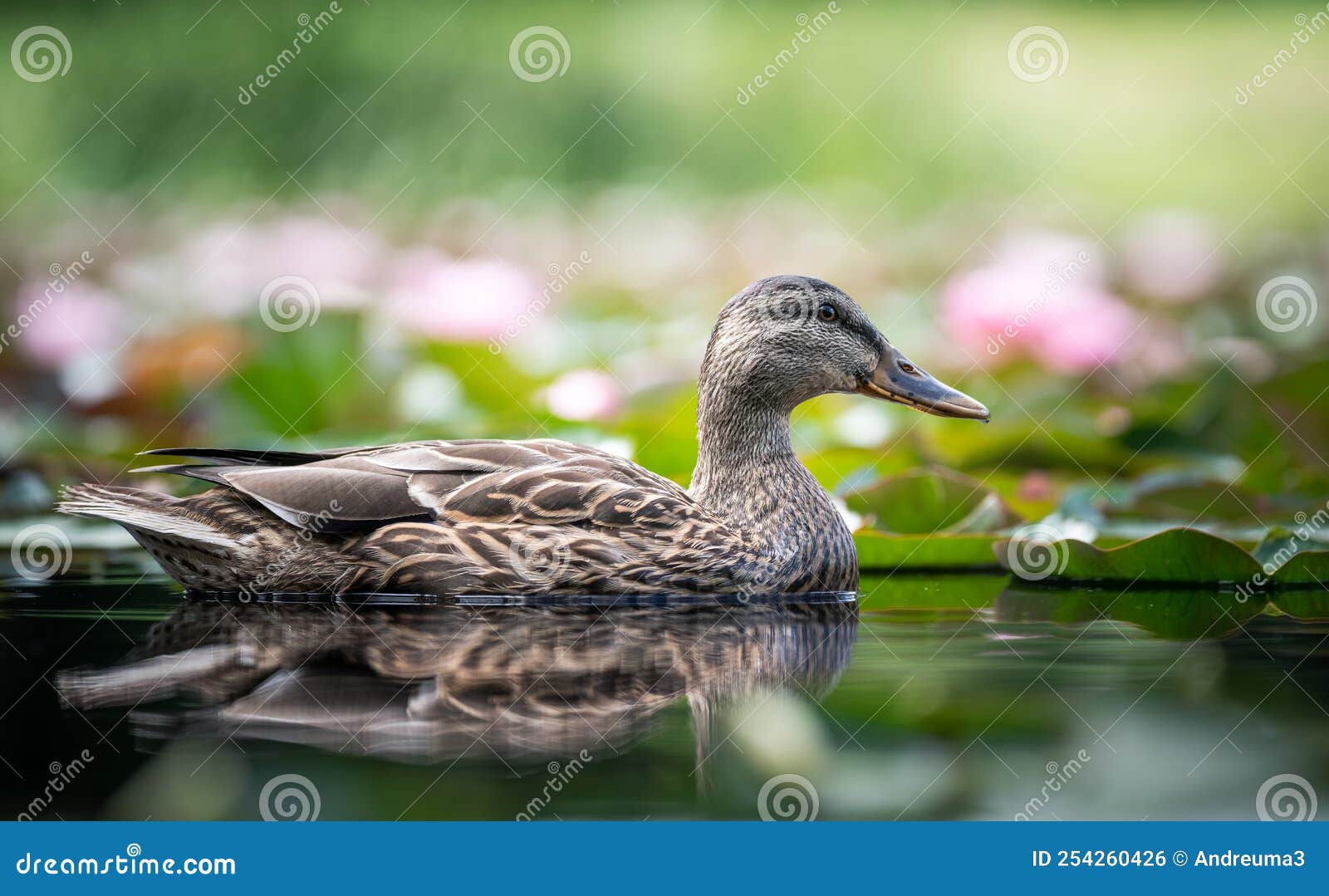 Duck among lotus flowers stock photo. Image of waterlily - 254260426