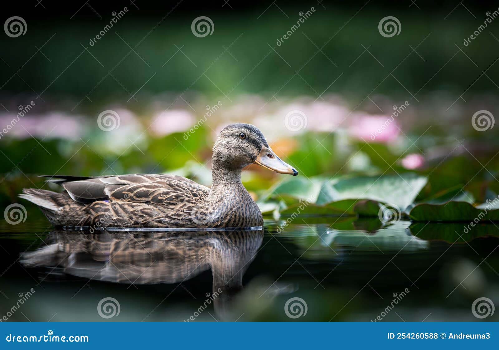 Duck among lotus flowers stock photo. Image of isolated - 254260588