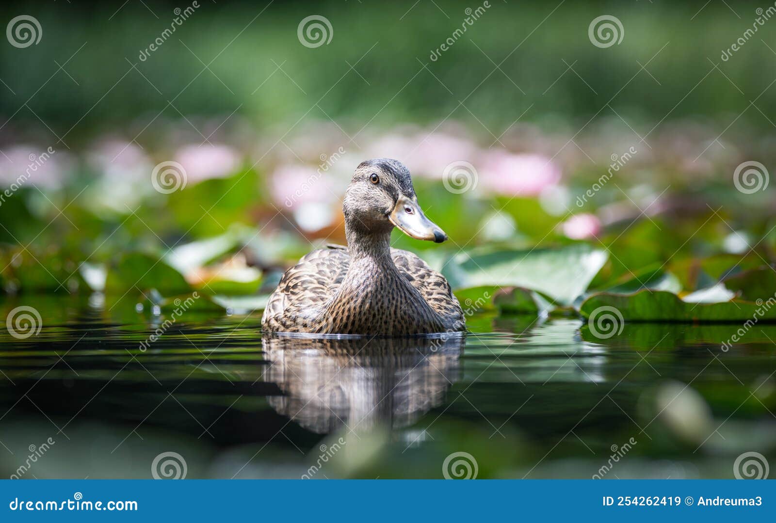 Duck among lotus flowers stock image. Image of waterlily - 254262419