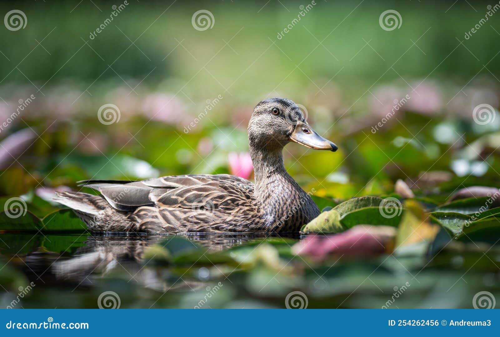 Duck among lotus flowers stock photo. Image of bird - 254262456
