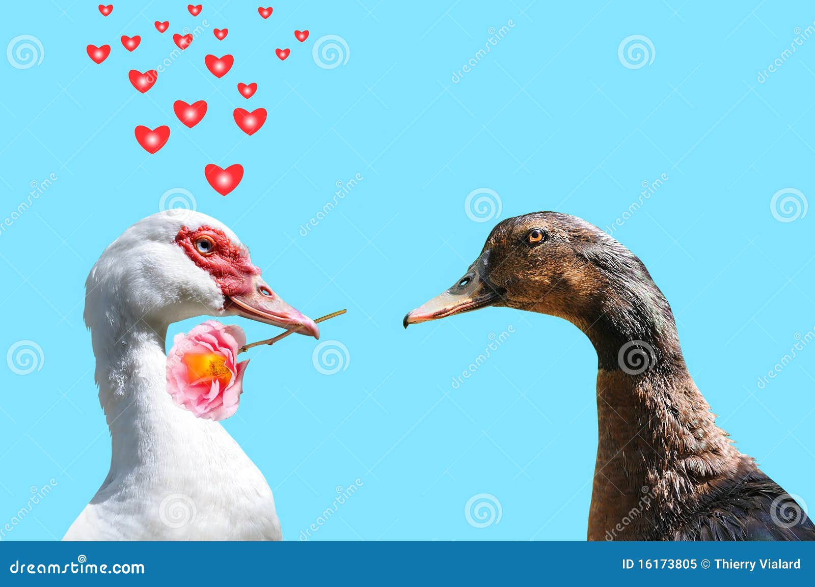 Duck-love-three stock image. Image of portrait, feelings - 16173805
