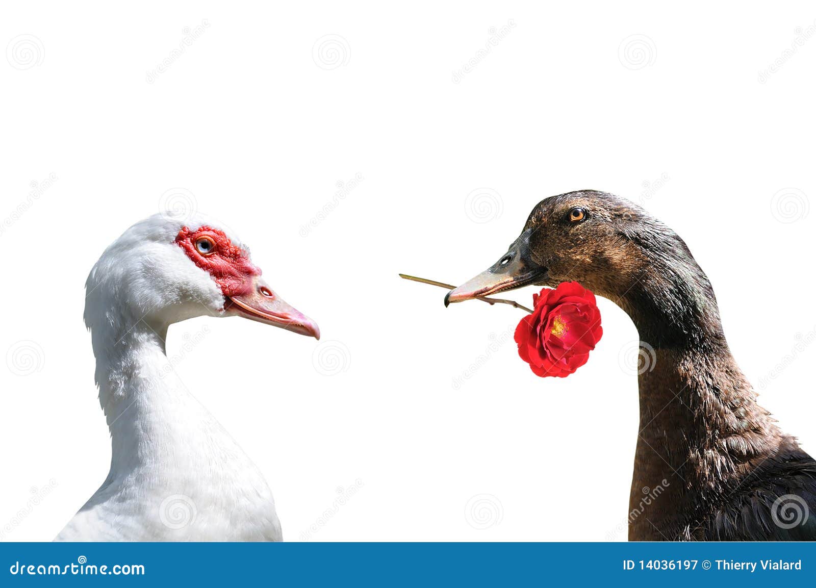 Duck love two stock image. Image of courting, declaration - 14036197