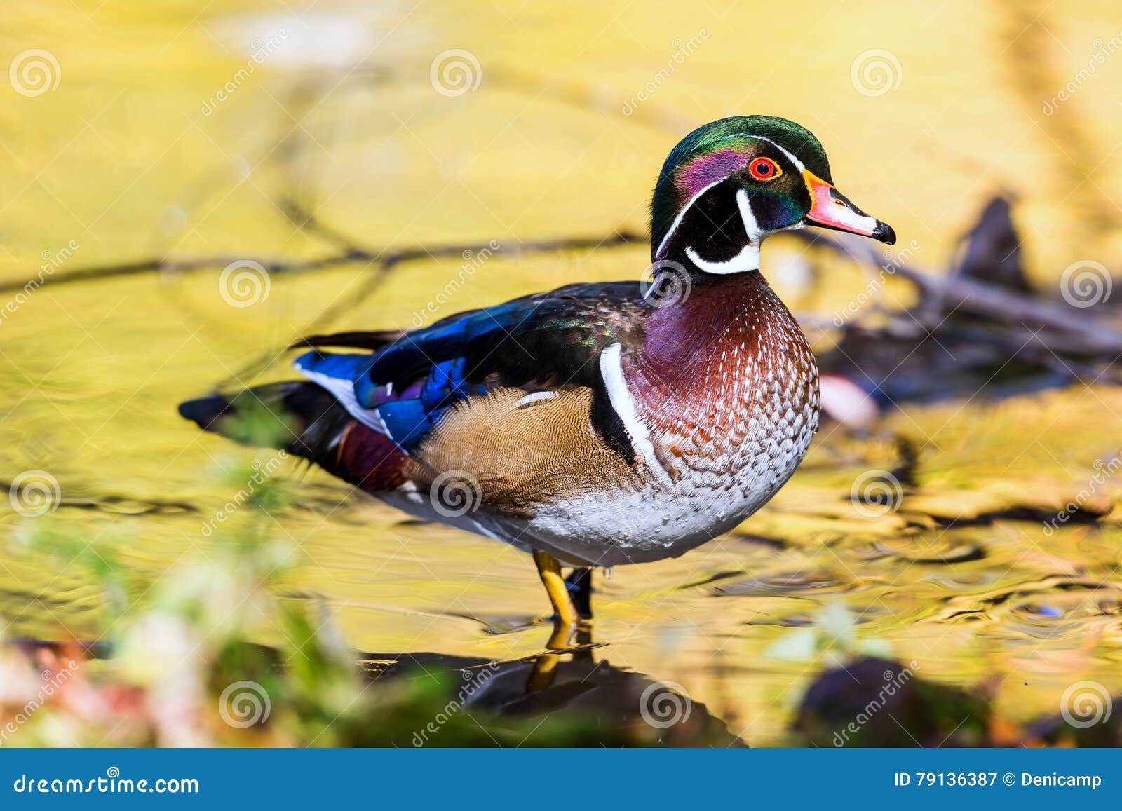 Duck Male de madeira imagem de stock. Imagem de wildlife - 79136387