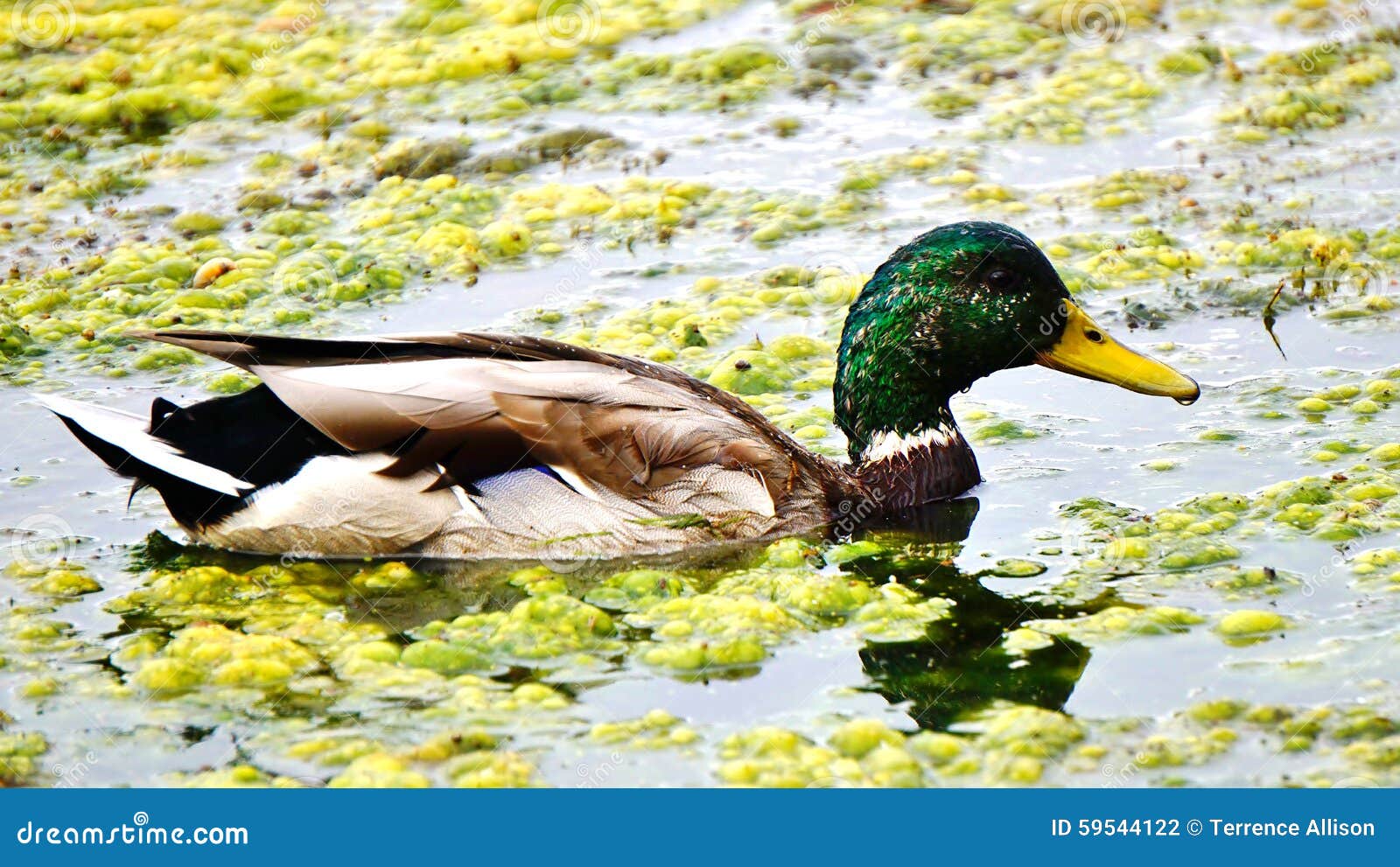 Duck stock photo. Image of wildlife, male, small, duck - 59544122