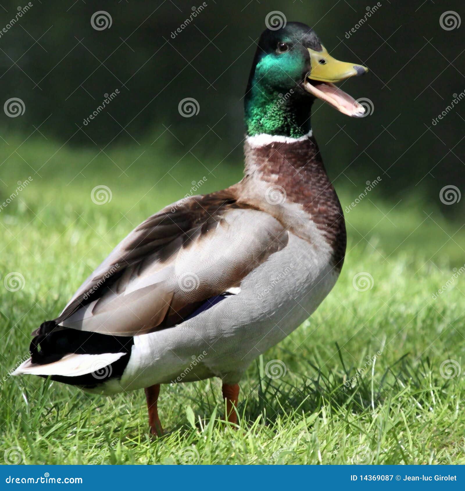 666 Duck Observation Photos - Free & Royalty-Free Stock Photos from ...