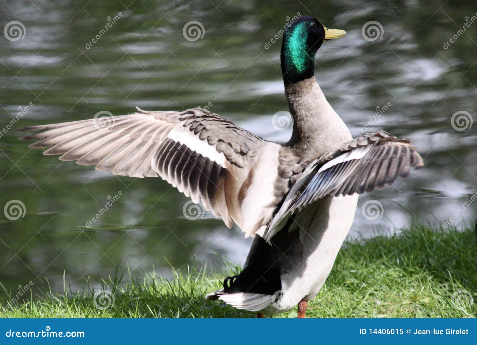 Duck mallard stock image. Image of mallard, savage, tradition - 14406015