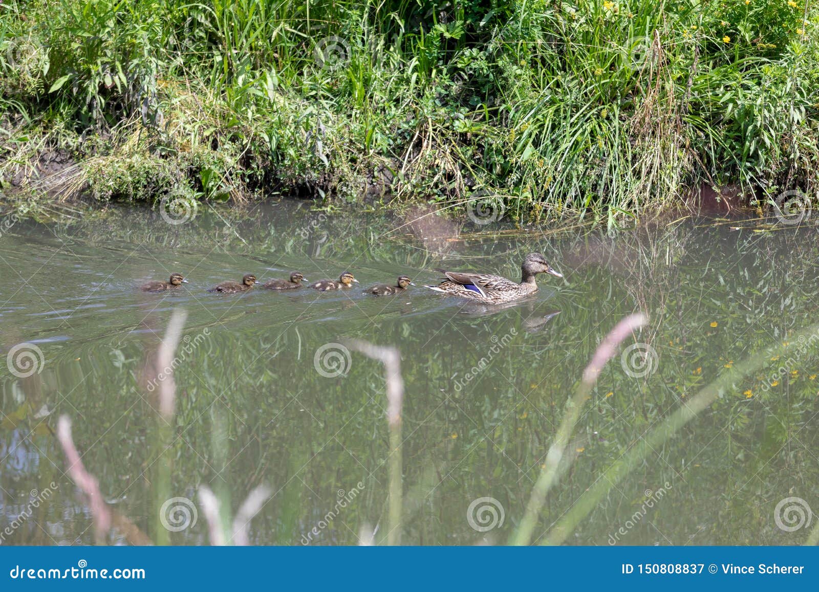 Duck Mama with Ducklings Swimming in Lake in Formation Stock Image ...