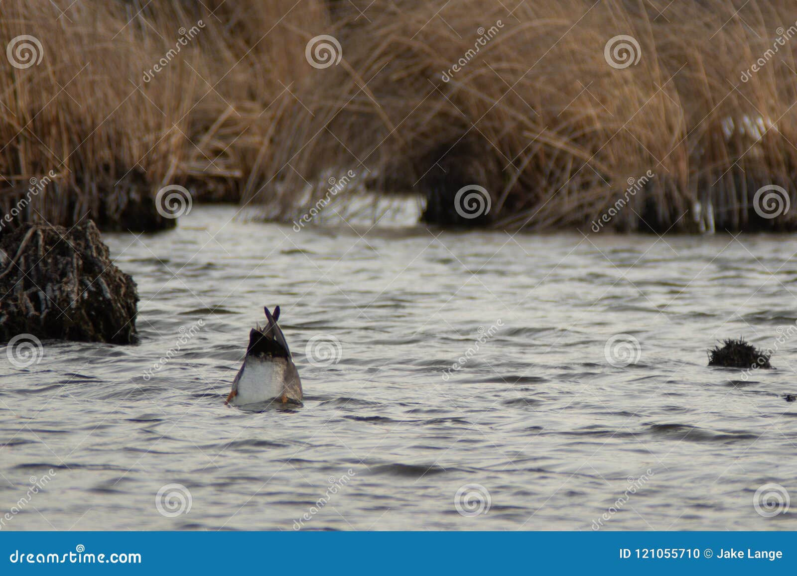 Duck in the marsh feeding stock photo. Image of wildlife - 121055710