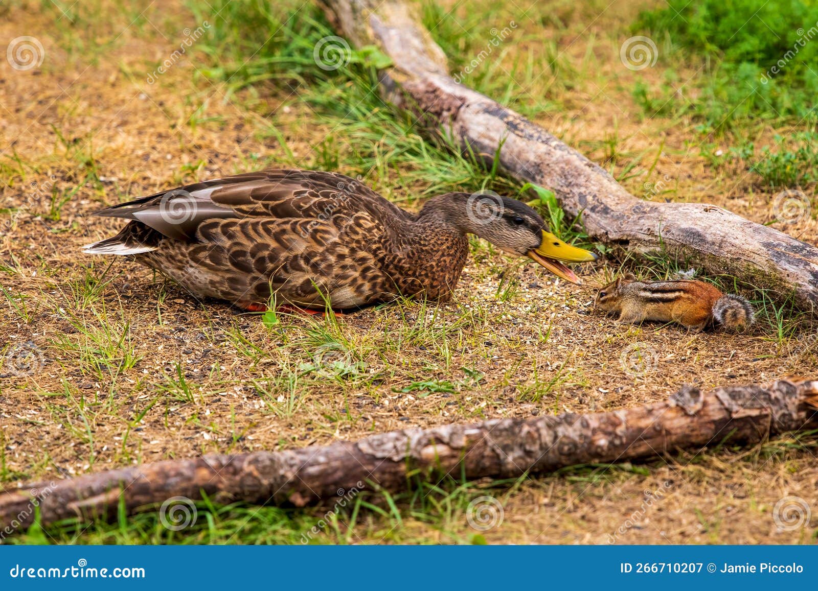 Duck meets Squirrel stock image. Image of water, waterbird - 266710207