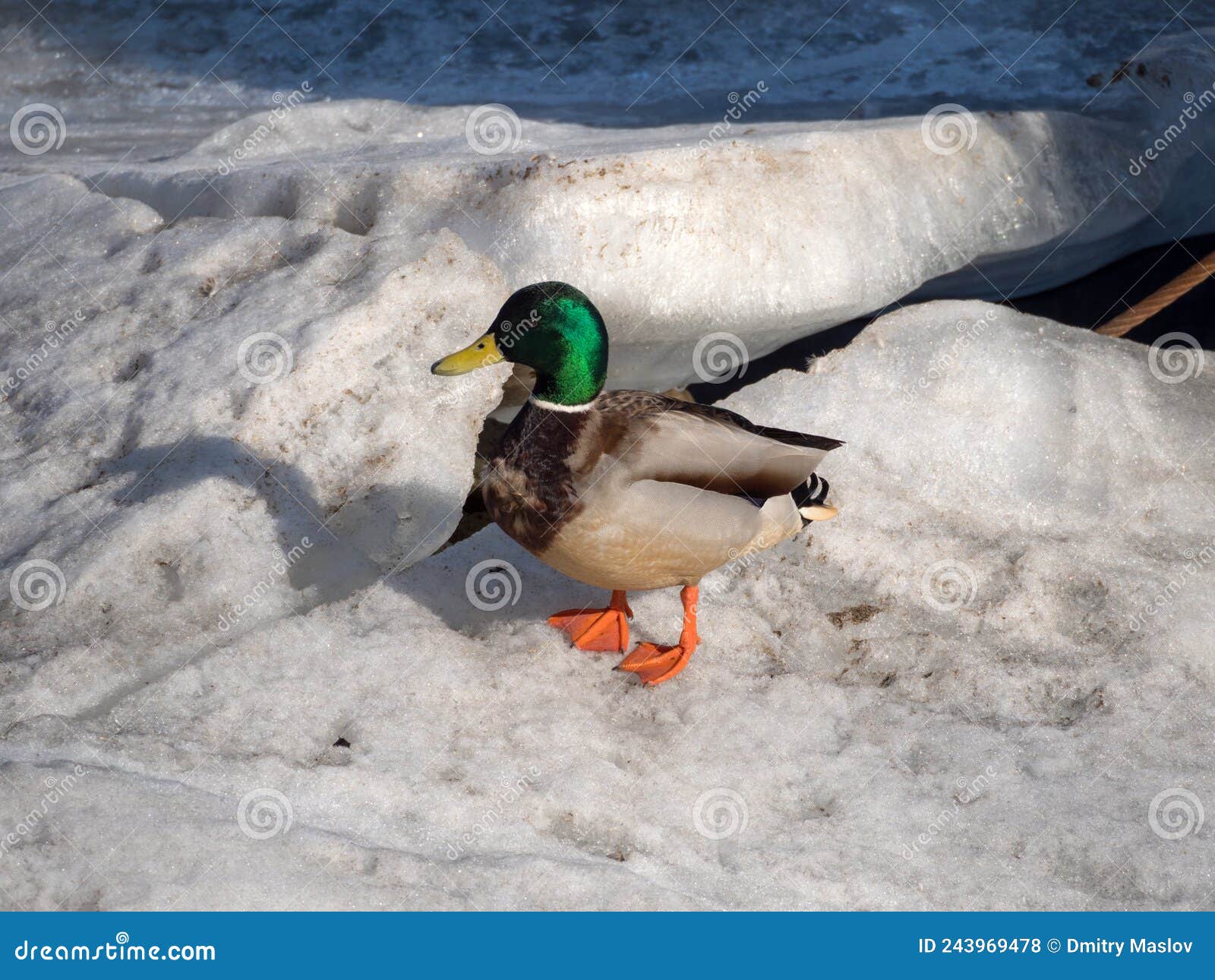 Duck on Melting Ice in Spring Stock Photo - Image of closeup, brown ...