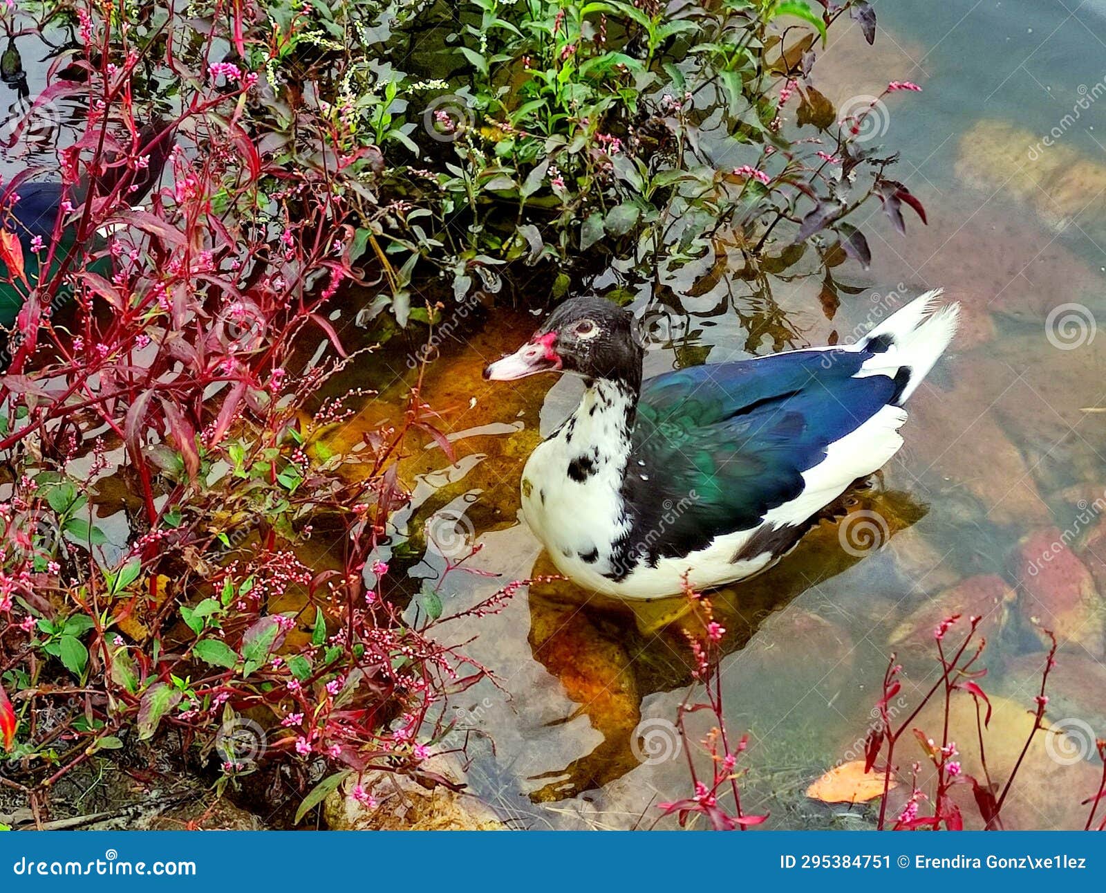 A Duck Mixing with Autumn Colors Stock Image - Image of autumn, duck ...