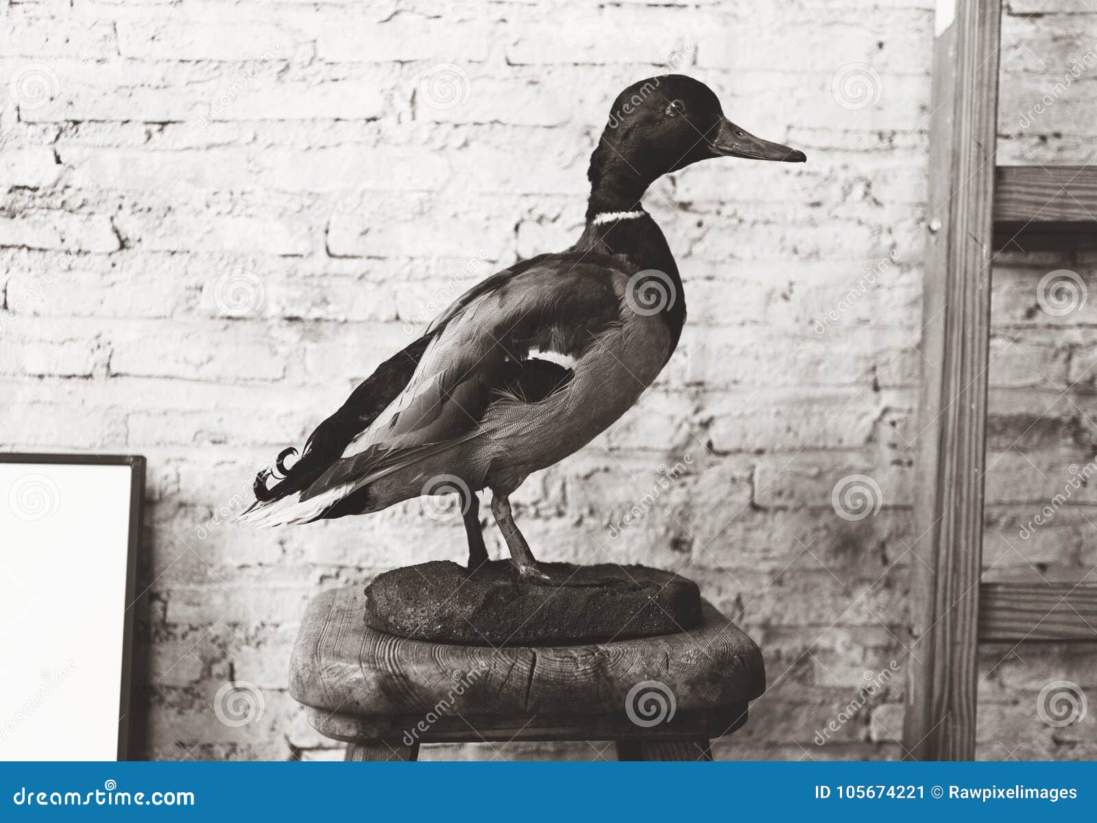 Duck Model Art Structure Isolated Stock Image - Image of environment ...