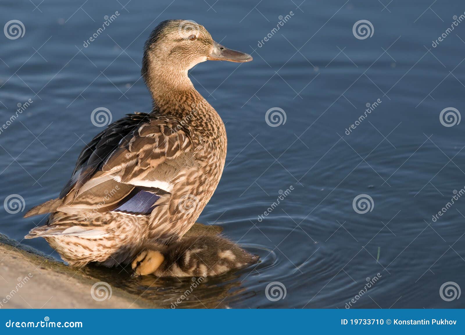 Duck mom stock photo. Image of color, coloured, bird - 19733710