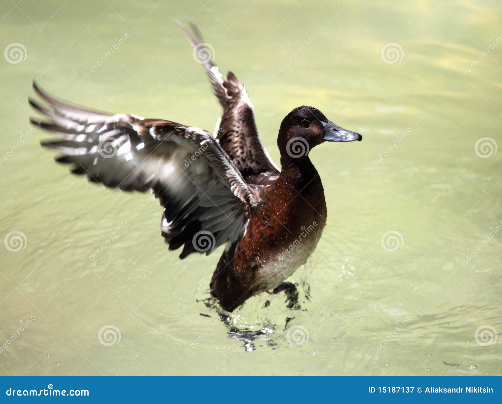 Duck in motion stock image. Image of ripple, duck, feather - 15187137