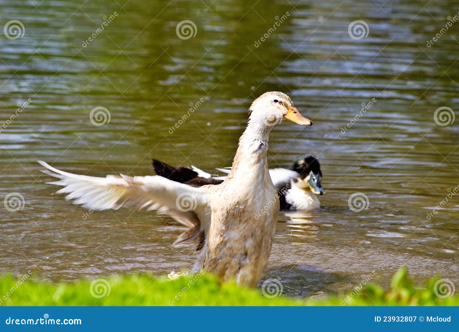 Duck in motion stock image. Image of farm, motion, outdoor - 23932807