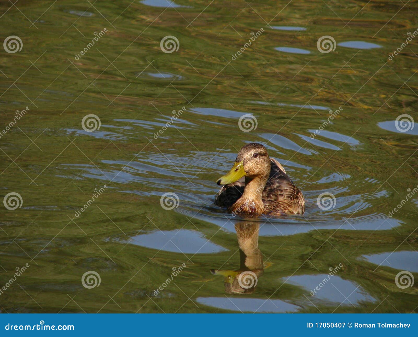 Duck moving on the lake stock image. Image of quiet, animal - 17050407
