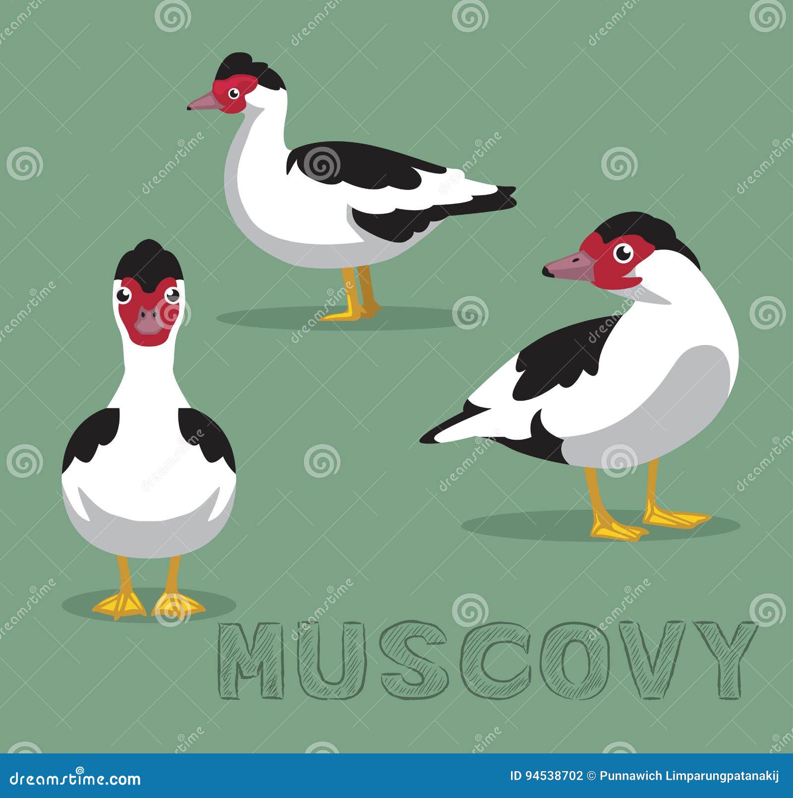 Duck Muscovy Cartoon Vector Illustration Stock Vector - Illustration of ...