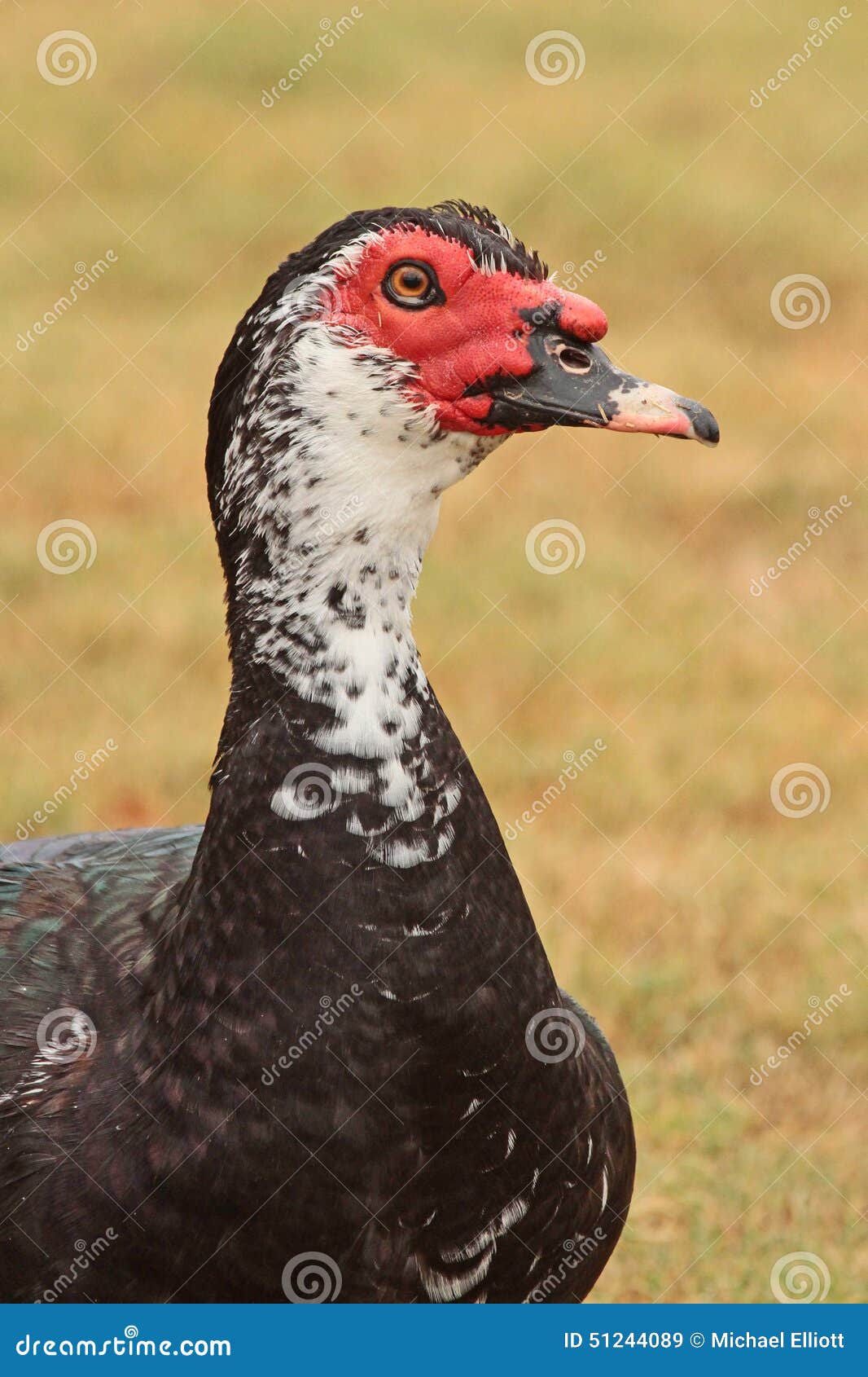 Duck stock image. Image of profile, mottled, stand, waterfowl - 51244089