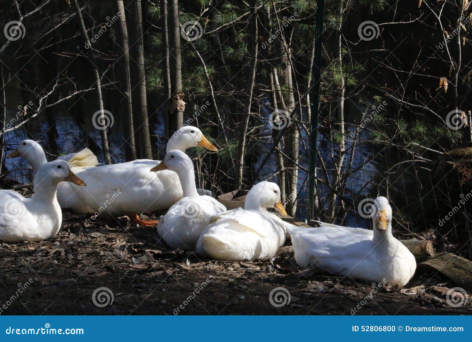 Duck nap stock photo. Image of duck, napping, ducks, white - 52806800