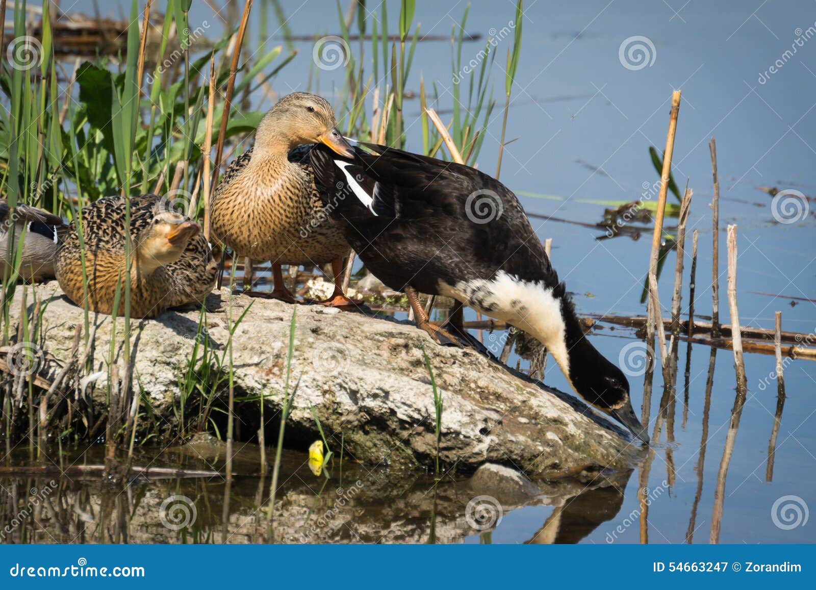 Duck in natural habitat stock image. Image of grey, face - 54663247