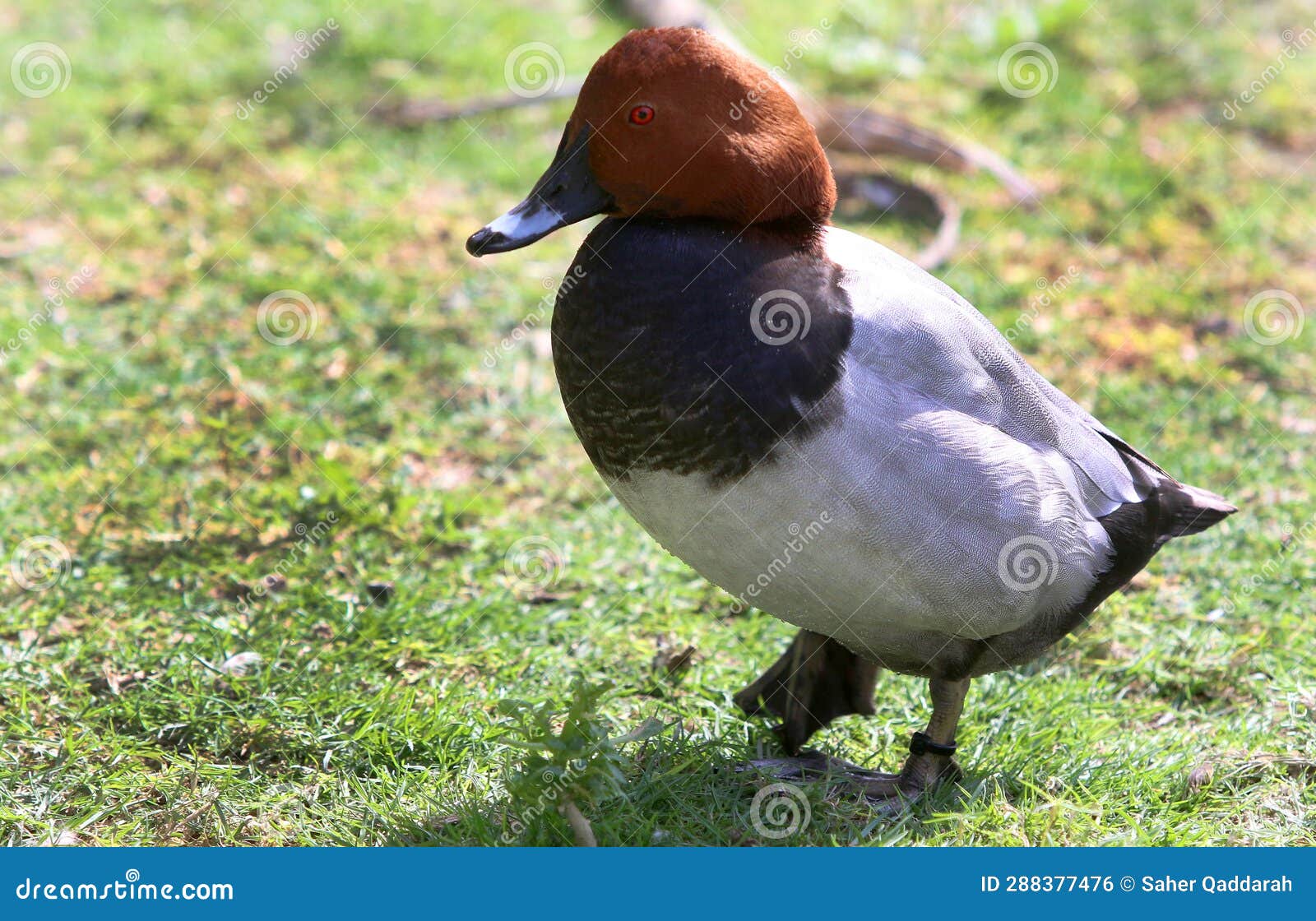 A duck stock photo. Image of wing, poultry, water, grass - 288377476