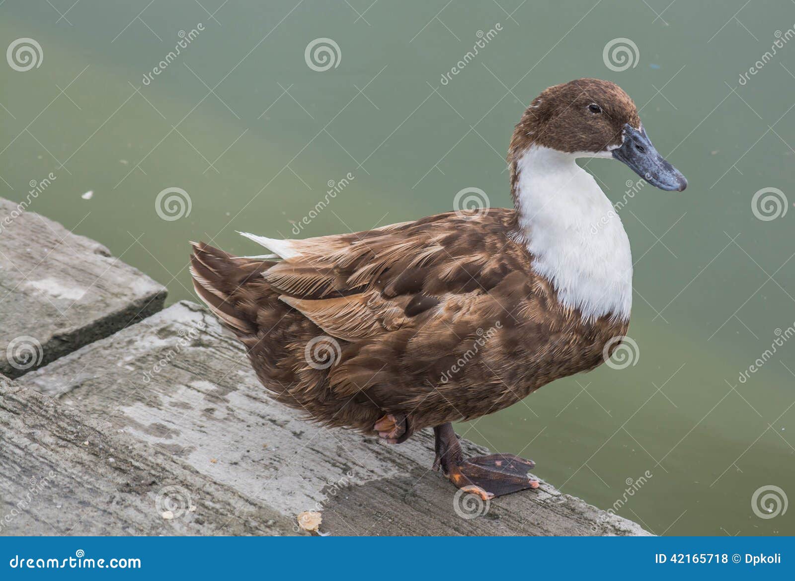 Duck stock photo. Image of action, bright, alert, distance - 42165718