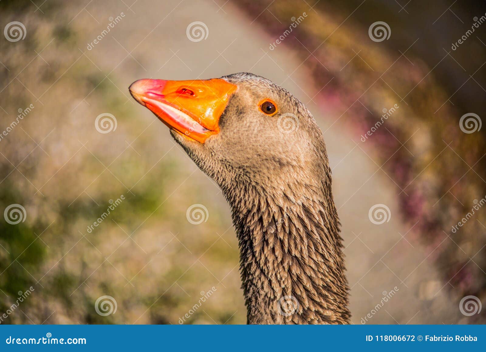 Duck neck close up stock photo. Image of feathers, life - 118006672