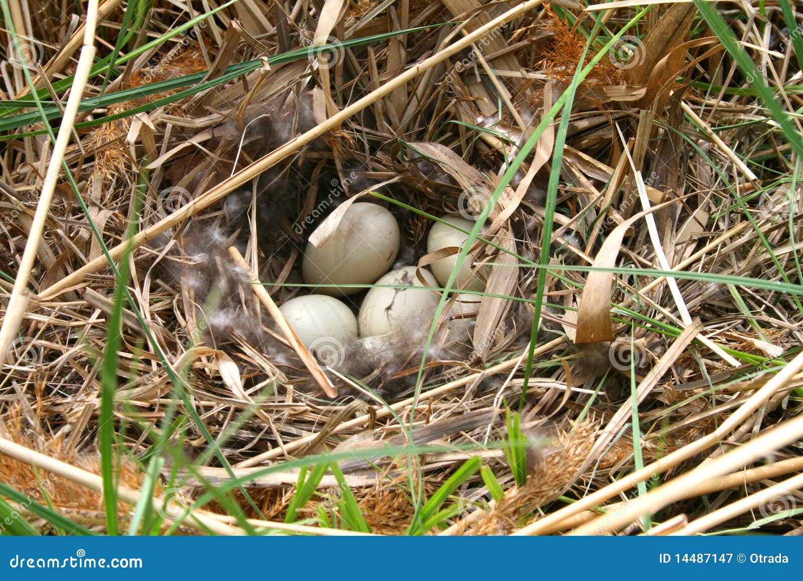 Duck nest stock image. Image of nature, martin, moorhen - 14487147