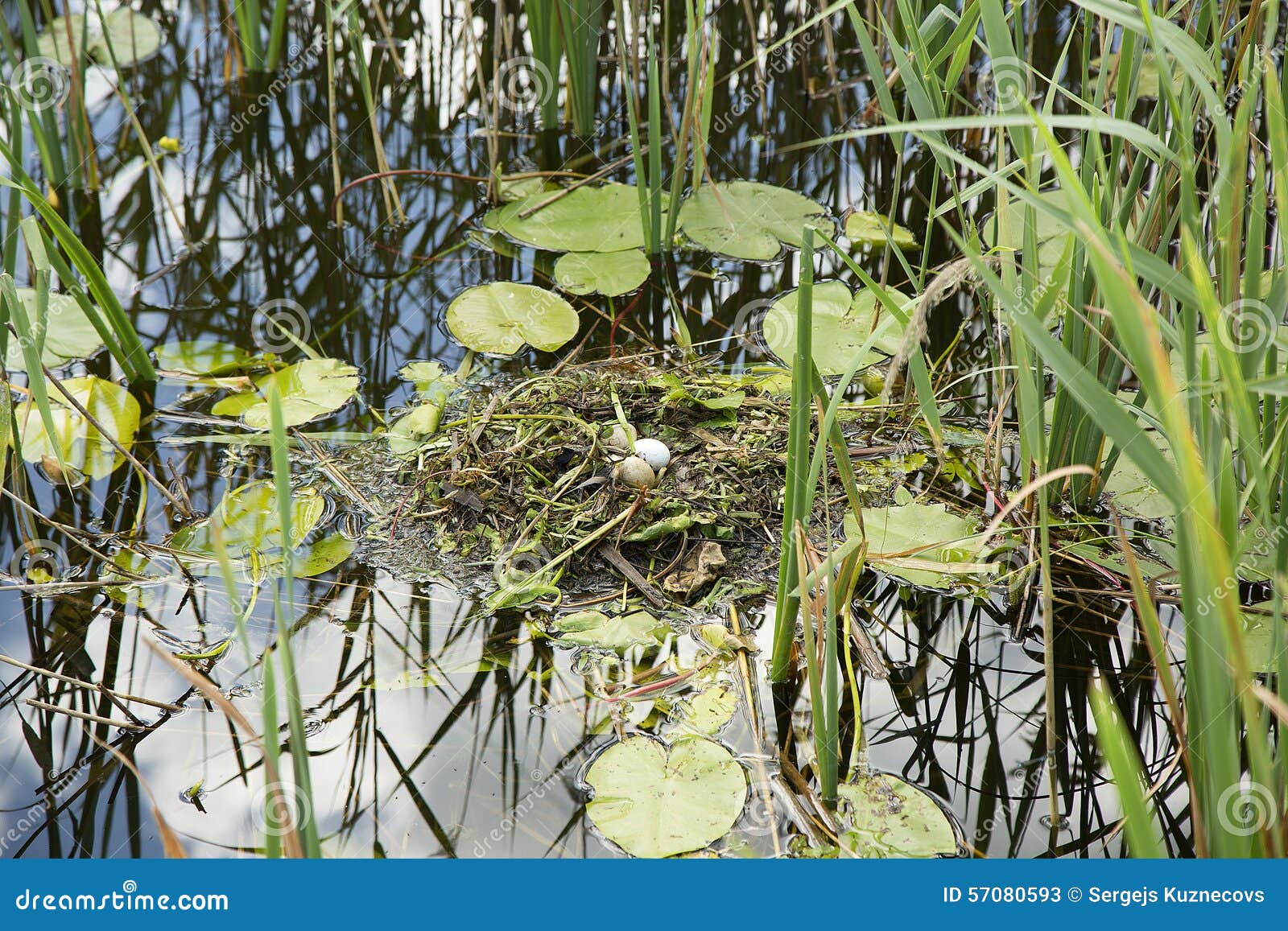Duck Nest with Eggs in the Grass Stock Image - Image of duck, laying ...