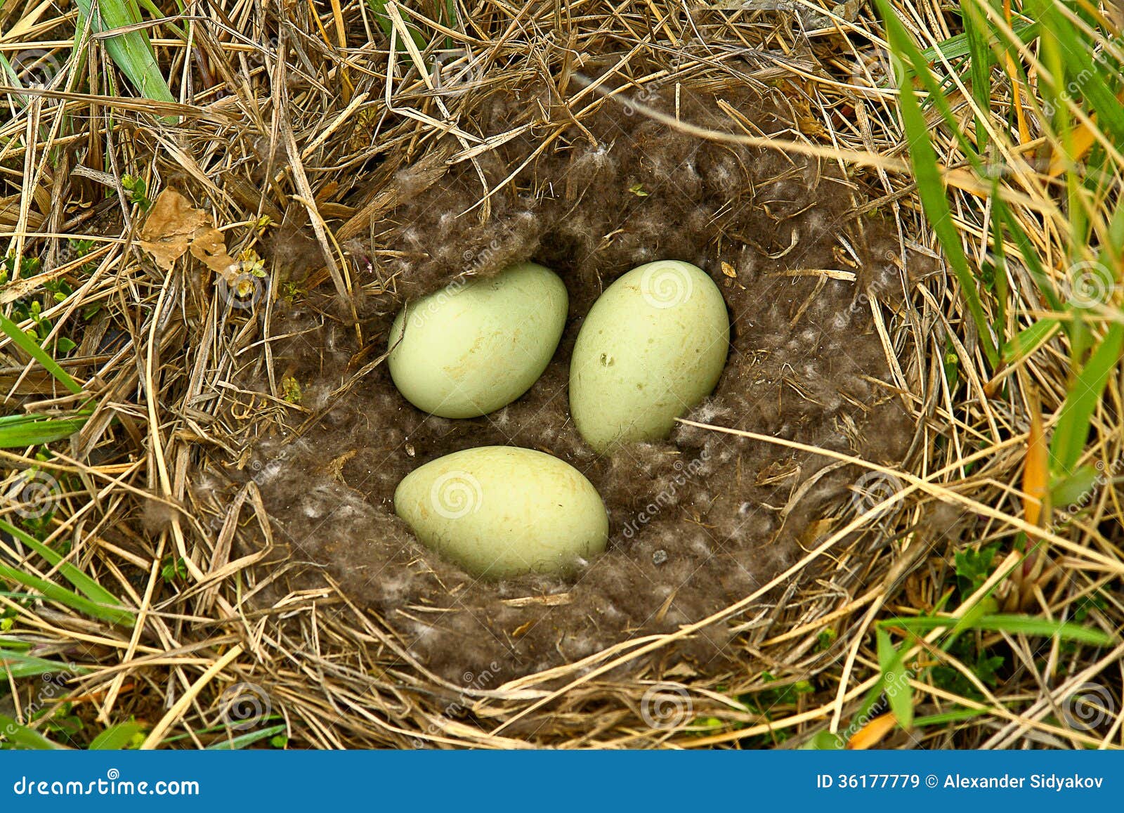 Duck Nest With Eggs In The Grass Stock Image | CartoonDealer.com #57080593