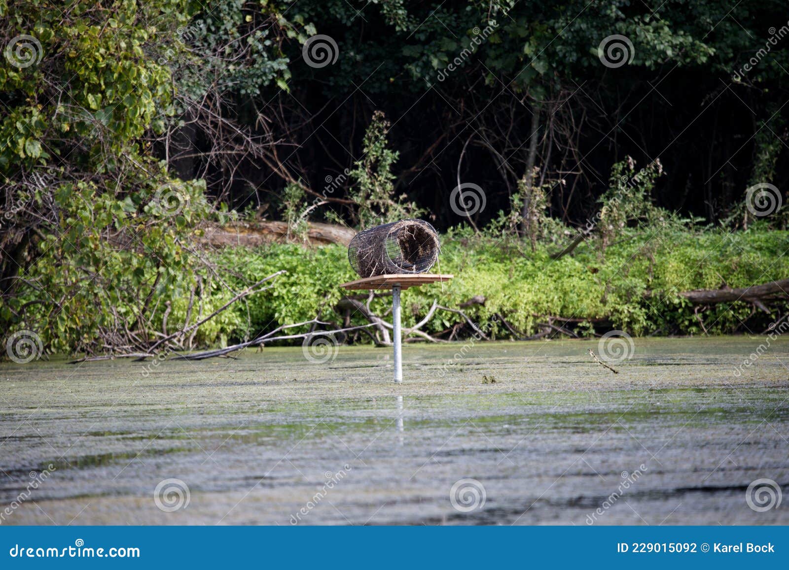 Duck nesting tube stock photo. Image of lake, park, marsh - 229015092