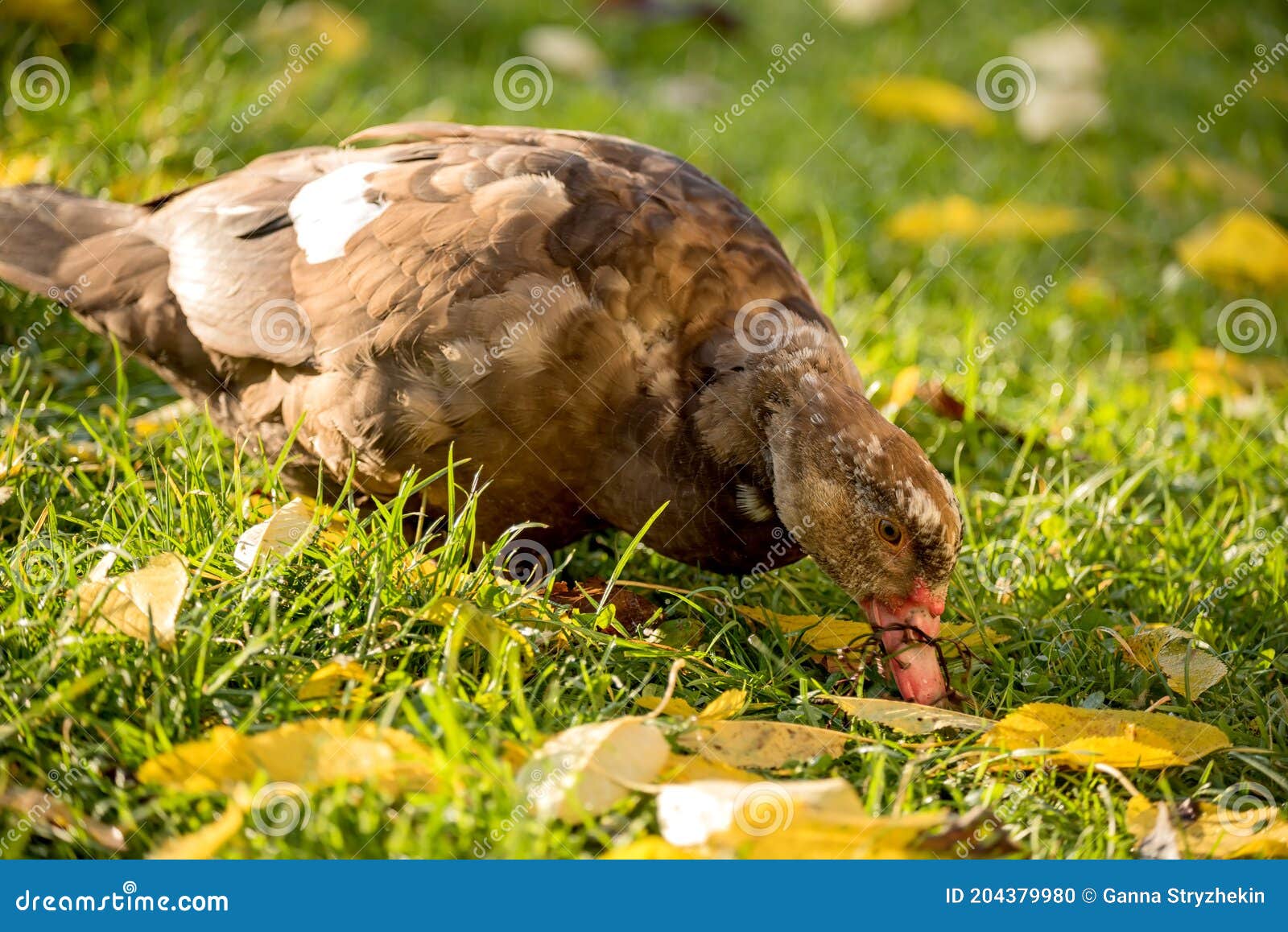 The duck nibbles the grass stock photo. Image of fresh - 204379980