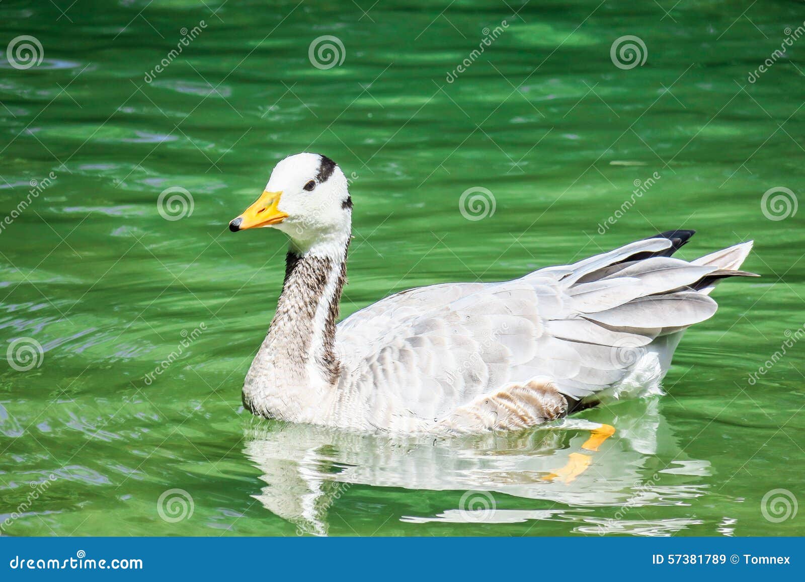 Duck stock image. Image of duck, copyspace, bird, swimming - 57381789