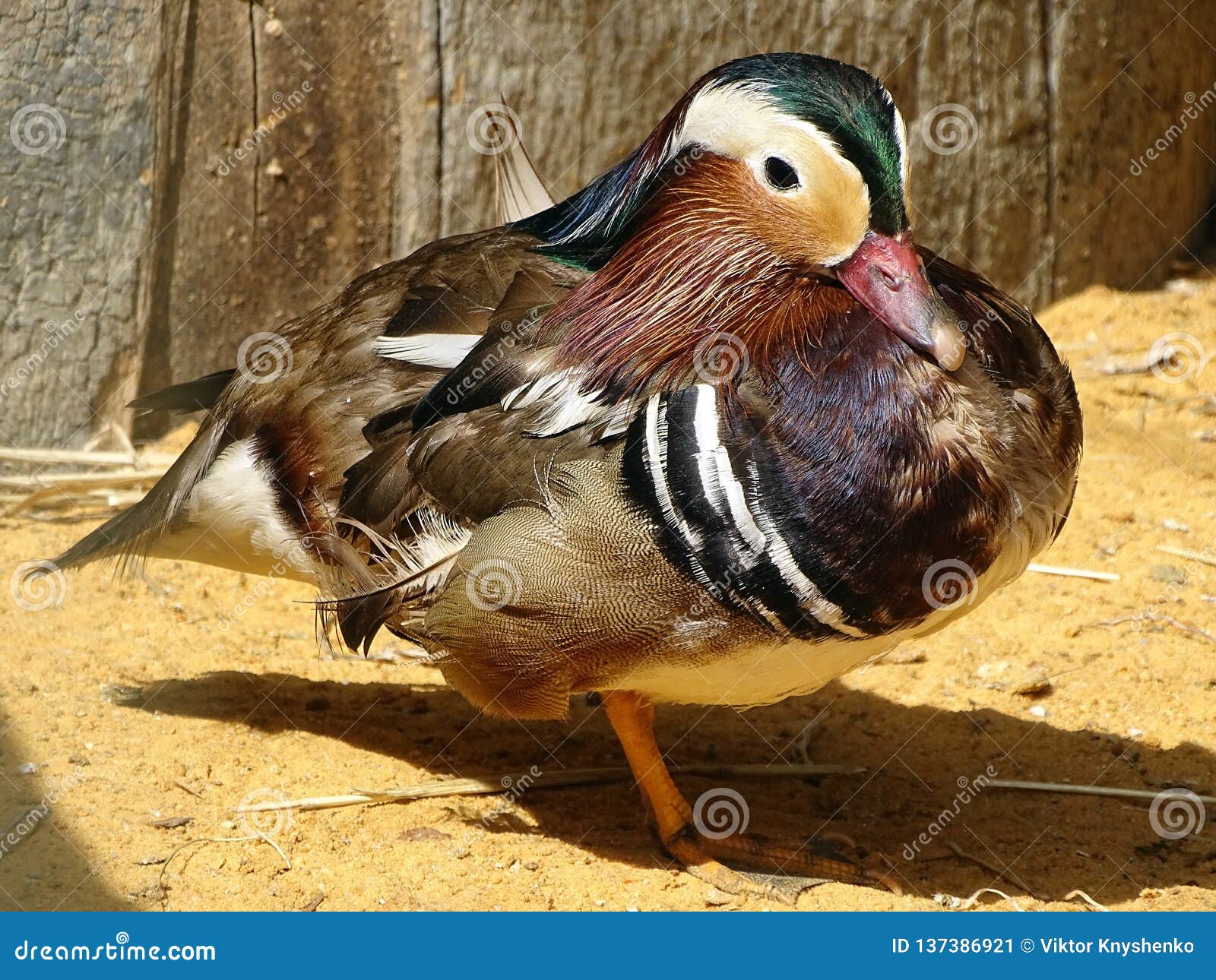 Duck Ogar Vivant Dans Le Zoo Image stock - Image du jaune, repos: 137386921