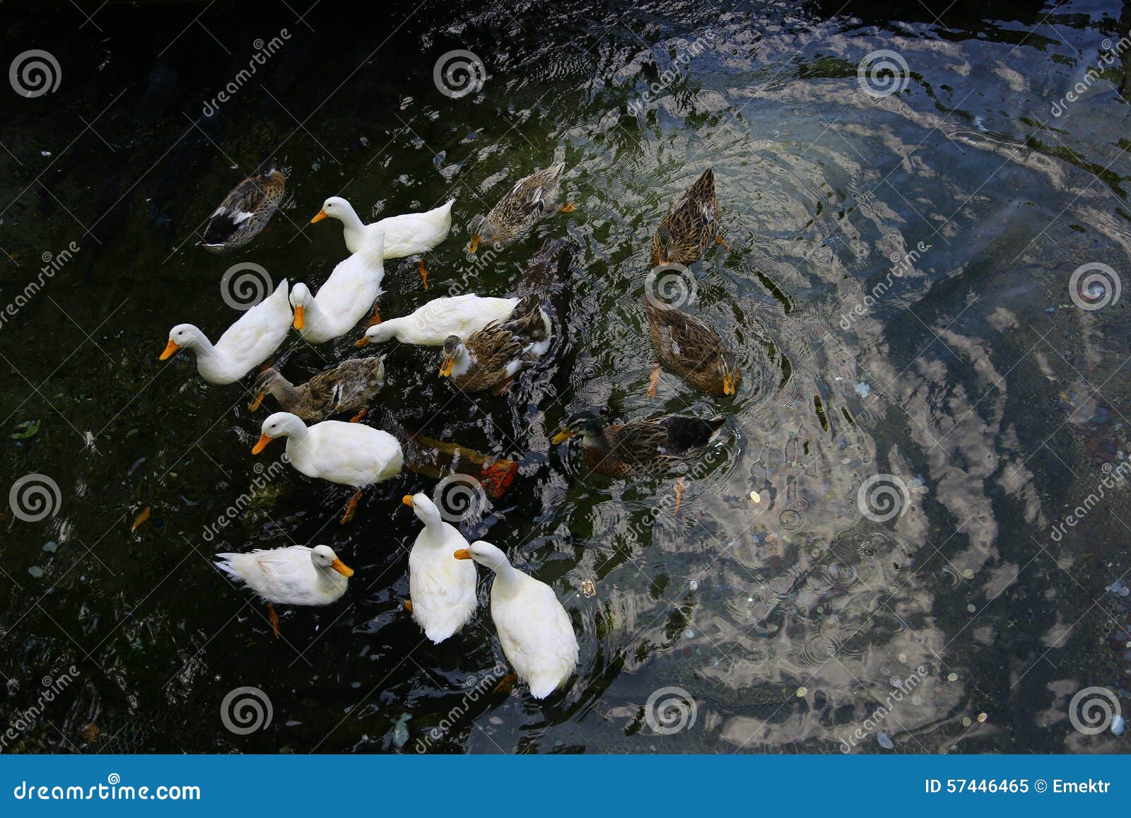 Duck stock image. Image of balcans, duck, ducks, animal - 57446465