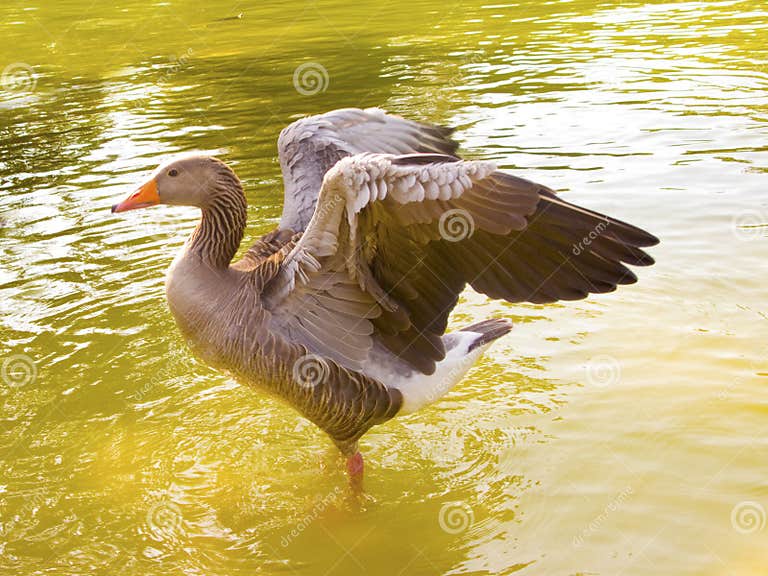 A duck with open wings stock image. Image of nature, wildlife - 11284515