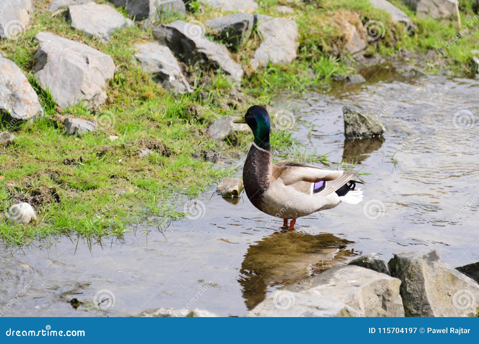 Duck Over the Stream on a Sunny Day Stock Image - Image of fall, duck ...