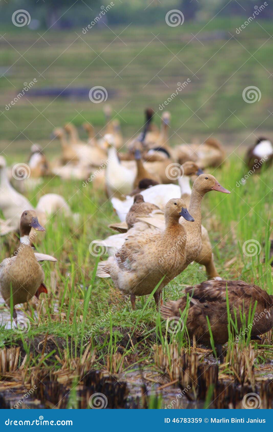 Duck on Paddy Field in Bali Indonesia Stock Image - Image of animal ...