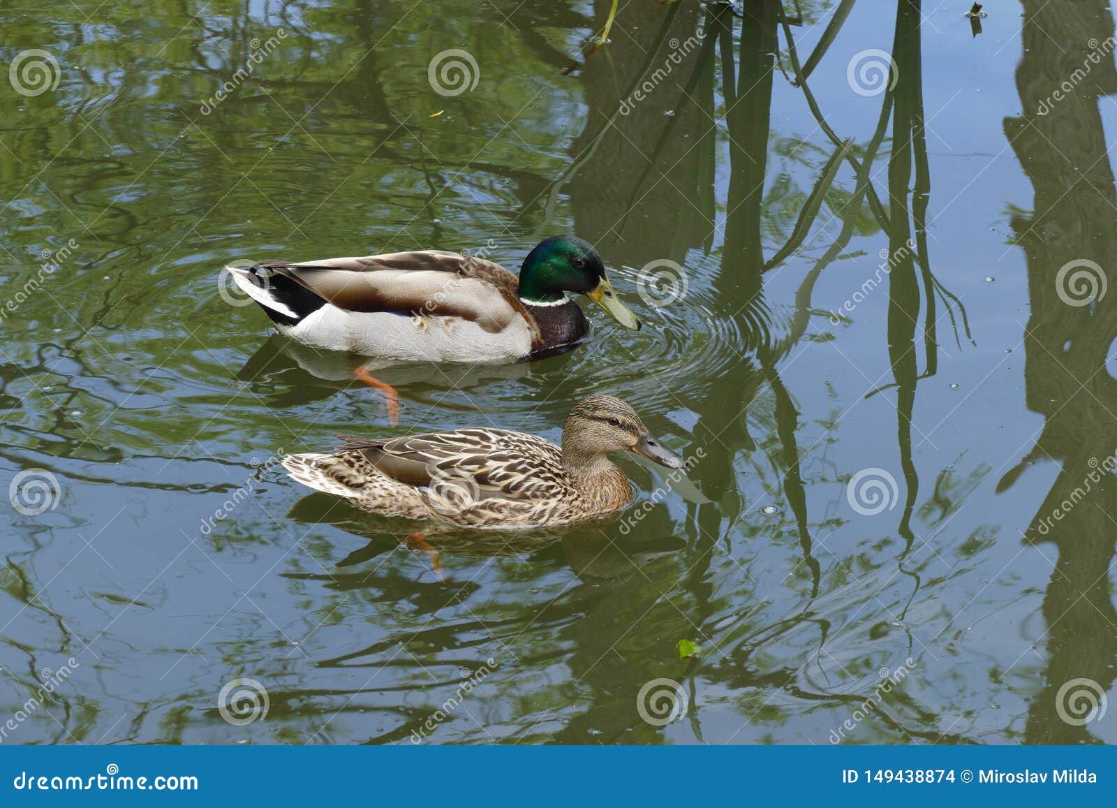 Duck pair on river stock photo. Image of cute, pond - 149438874
