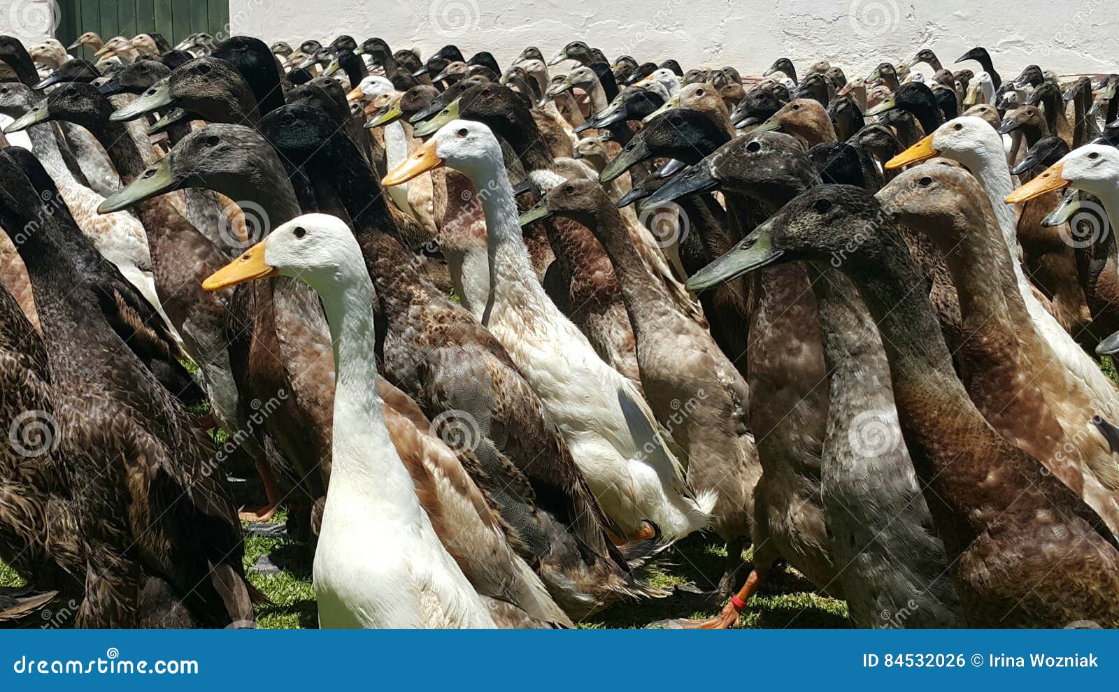 Duck Parade stock photo. Image of workforce, happy, duck - 84532026