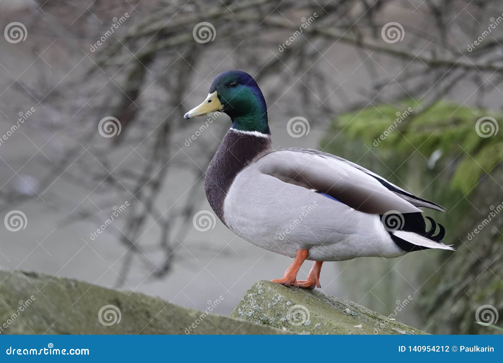 Duck. stock photo. Image of feather, waterfowl, curious - 140954212