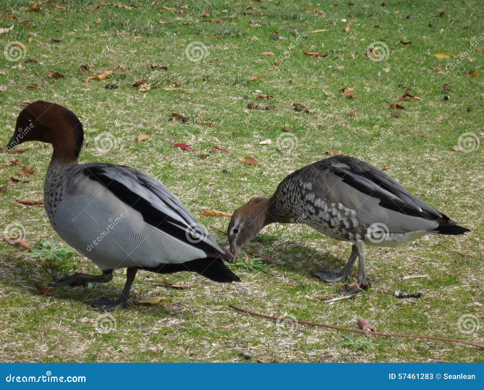 Duck at park in Australia stock image. Image of grass - 57461283