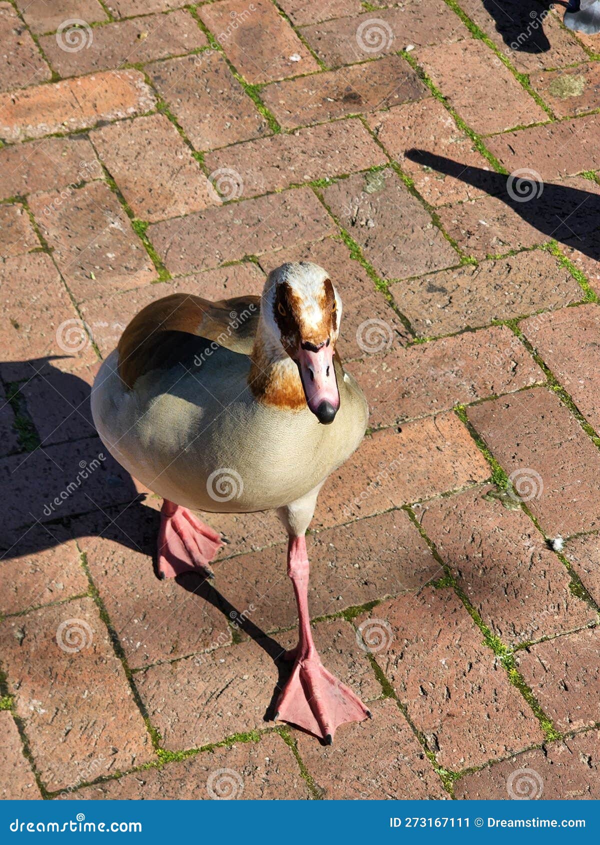 Duck at Park in Cape Town Walking Stock Image - Image of bird, chicken ...