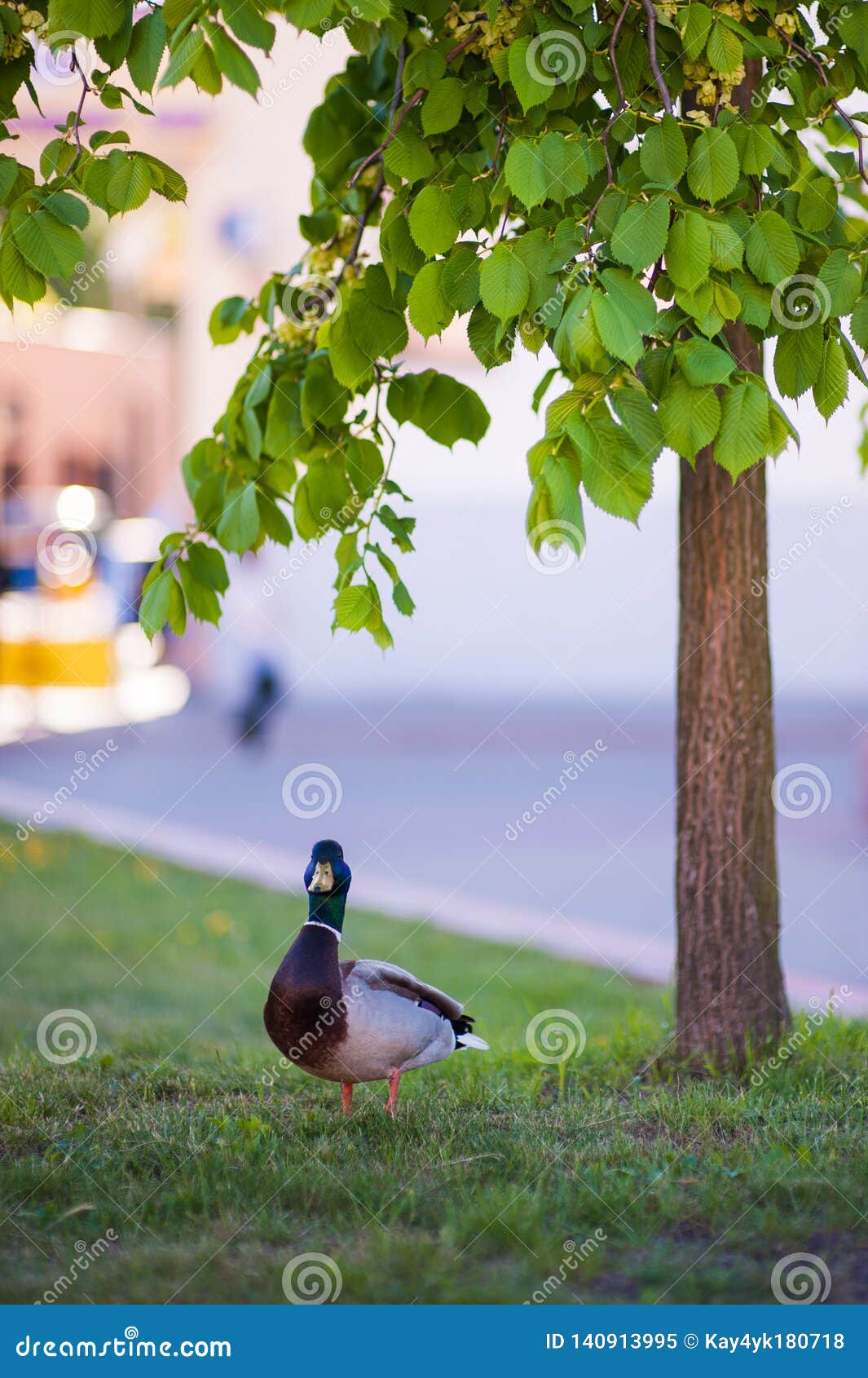 Duck in the Park Near the Tree. Turned the Beak Forward Stock Image ...