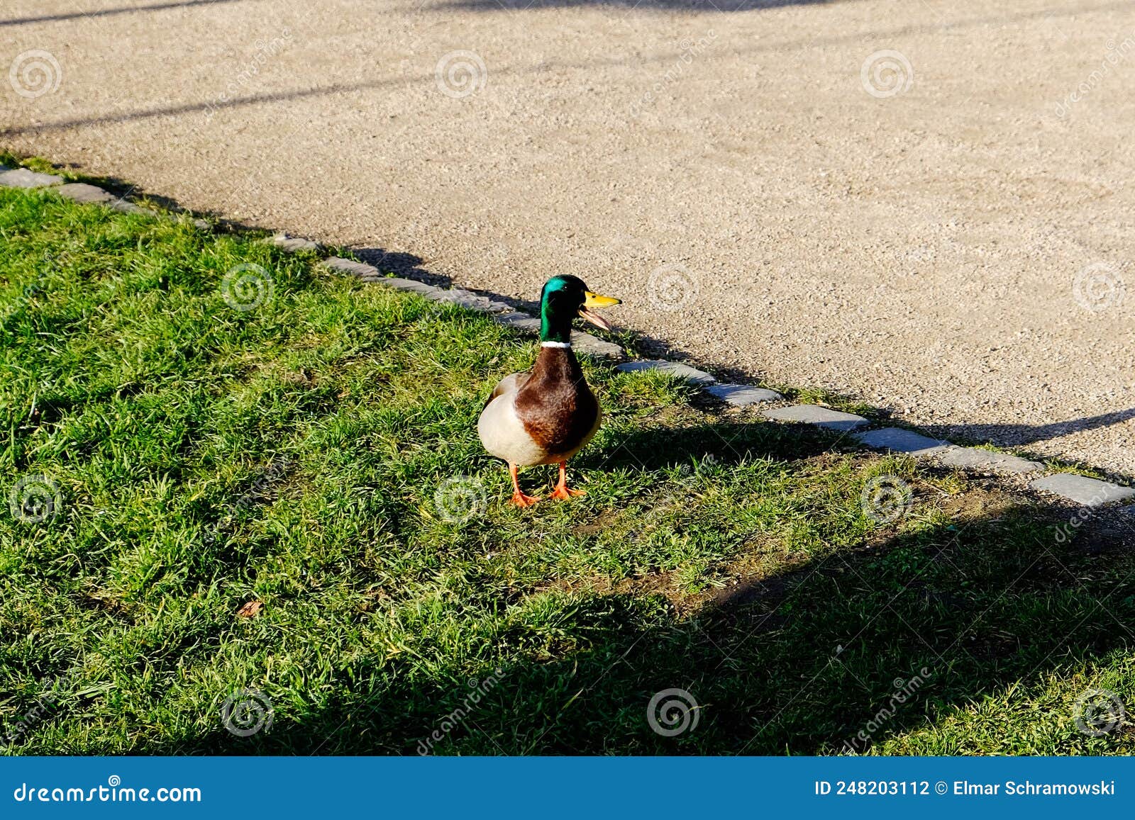 Duck stock photo. Image of nature, mallard, pond, ground - 248203112
