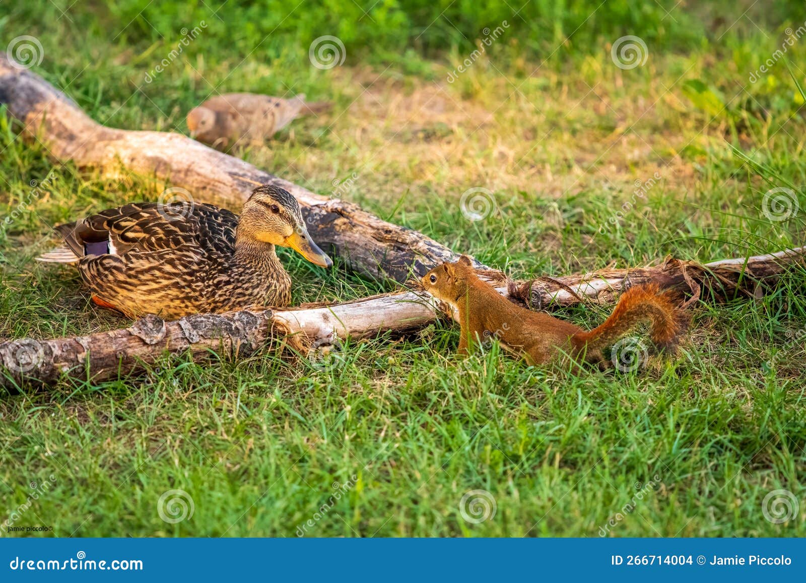 Duck pecks Squirrel stock photo. Image of duck, squirrel - 266714004