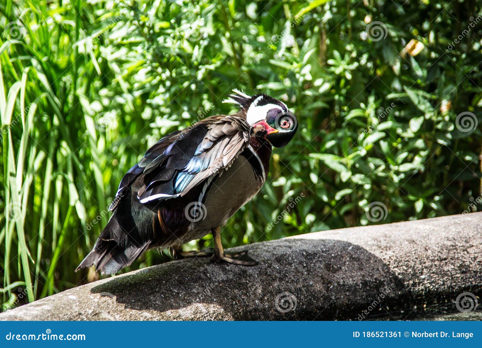Duck perches on tree stock image. Image of perches, mallards - 186521361
